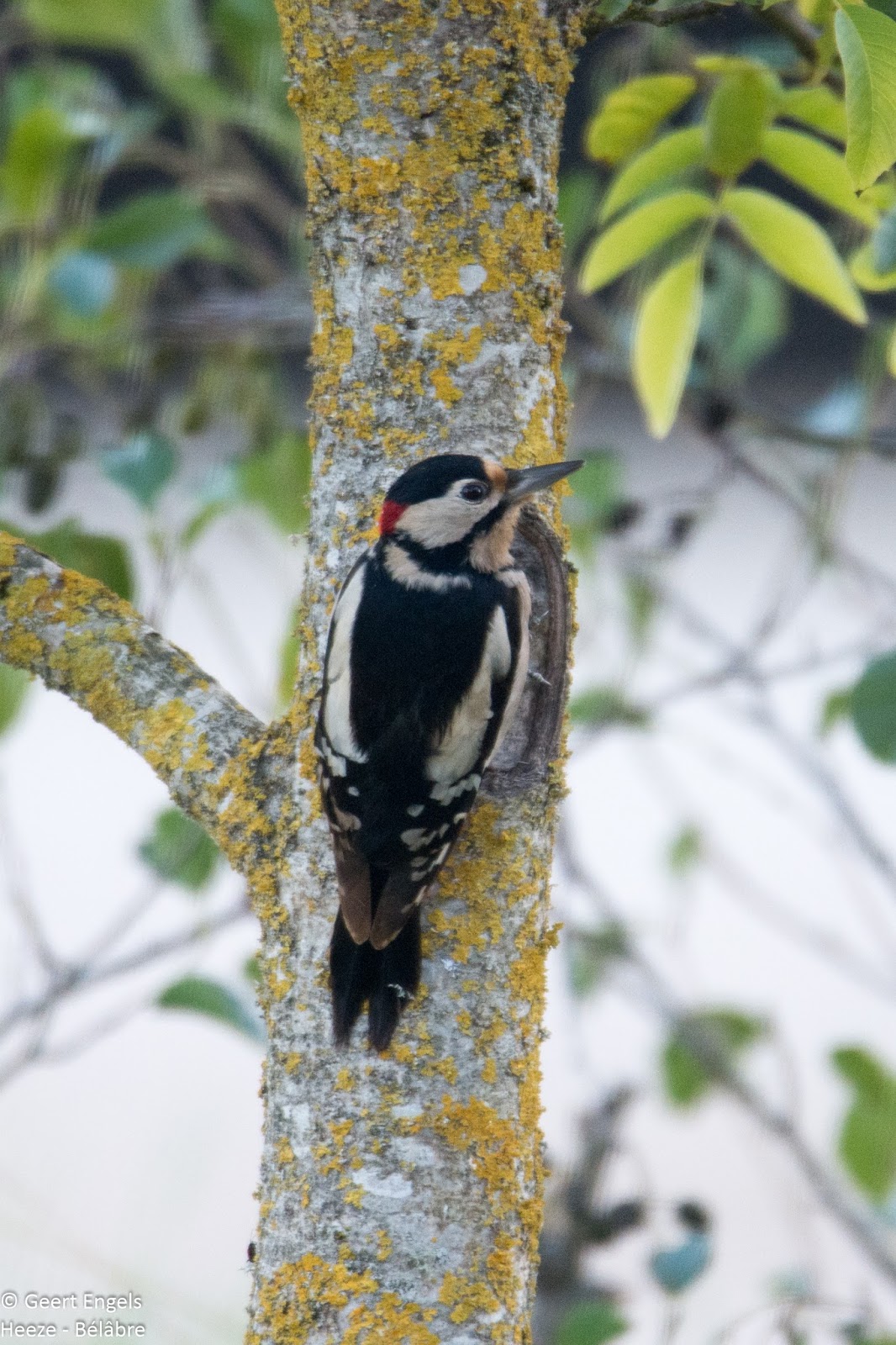 Foto's van Geert Engels: Grote Bonte Specht