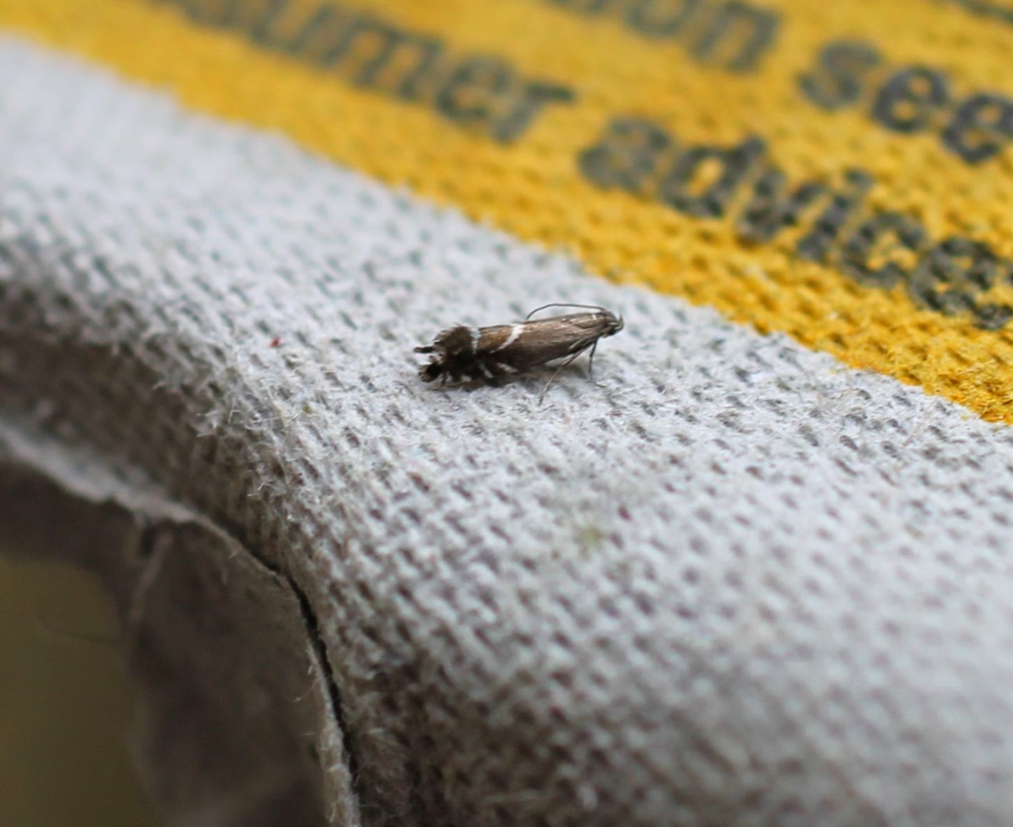 28 May 2014 - Cocksfoot Moth - The Laurence Sterne Trust