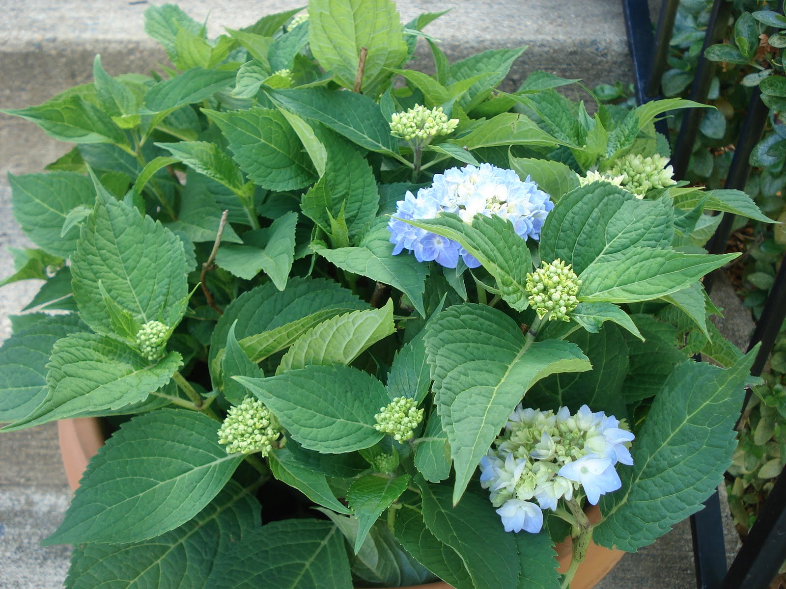 Bumble Lush Garden: Spotlight on Hydrangeas