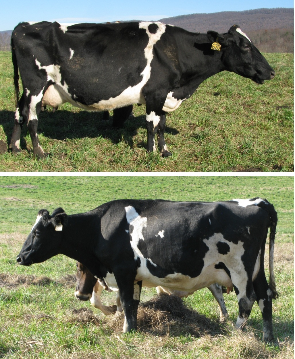 Amazing Grace Dairy: November 2012 Cows for Sale - SOLD (for the most part)