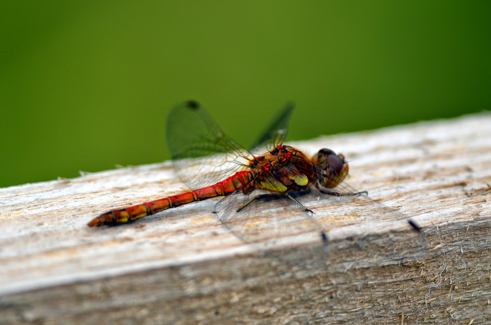 The Early Birder: Common Darter Dragonfly