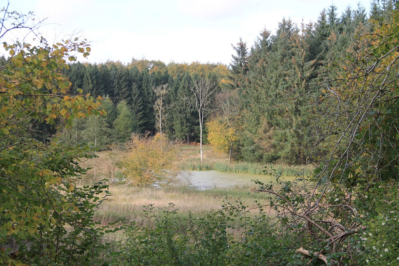 Vandringsløse Tidende: Bidstrup Skovene Nord
