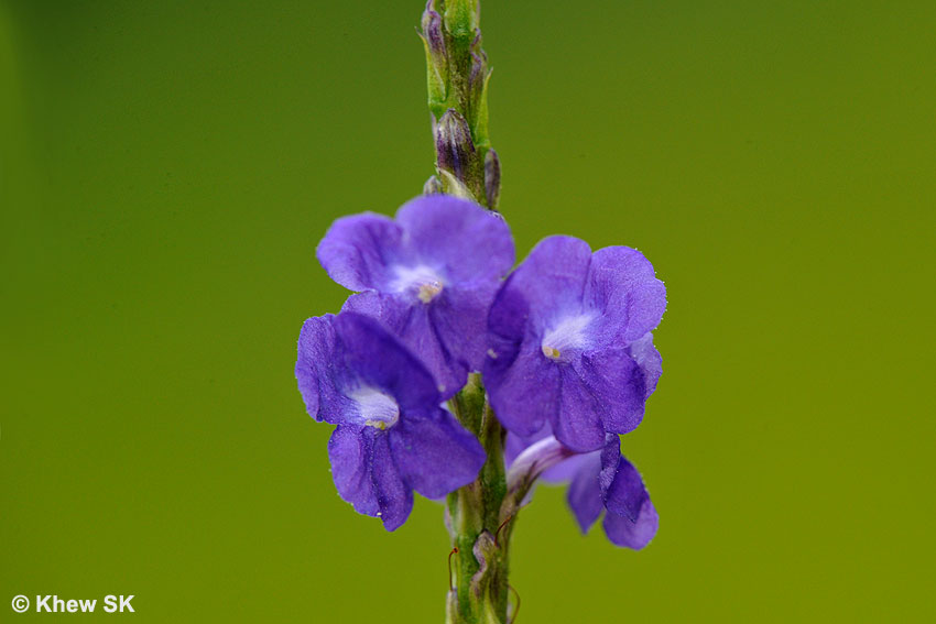 Butterflies of Singapore: Favourite Nectaring Plants