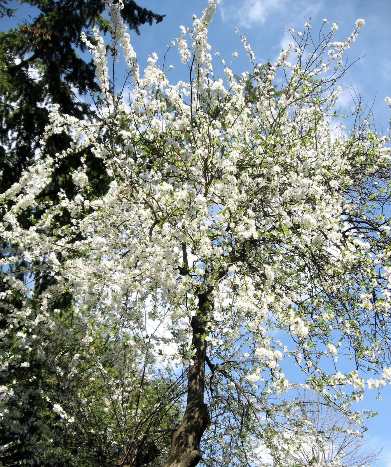 .printre nori: Un copac - poezie de primavara