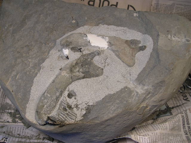 The Coastal Paleontologist: Fossil Fur seals from Northern California ...