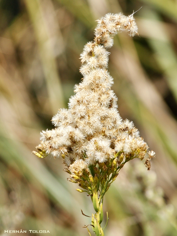 Flora Bonaerense: Vara de oro (Solidago chilensis)