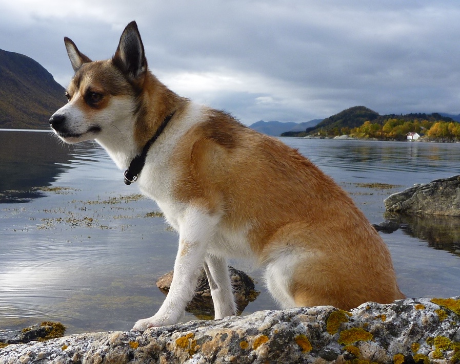 Terrierman's Daily Dose: New Freaks on a Leash at the AKC