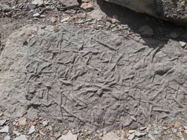 Learning Geology: Importance of biogenic activities in improving ...