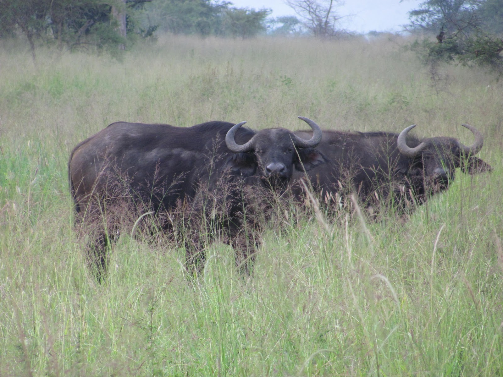 Dio Mass College Pilgrims: Starting the New Year With a Warthog ...
