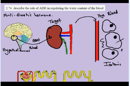 Belles Biology: 2.74 Anti-diuretic hormone.