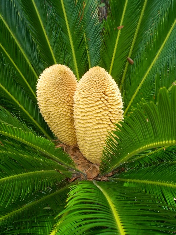 Bonsai Beginnings: Sagos are breaking