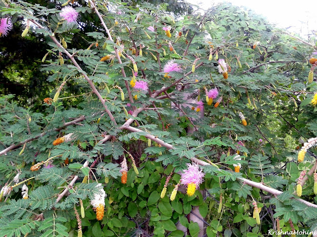 Flowers: Sickle bush