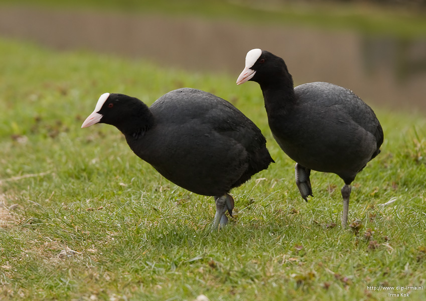 Irma's Natuurbeleving : Meerkoet / Fulica atra