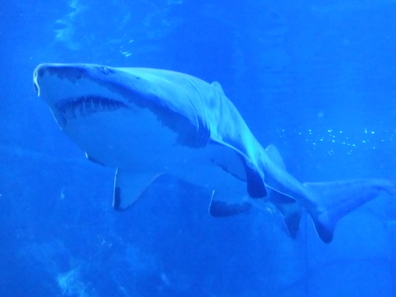 The Zoo Review: Species Fact Profile: Sand Tiger Shark (Carcharias taurus)