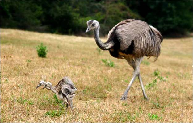 PUNO, CULTURA Y DESARROLLO: BUSCANDO SALVAR AL SURI