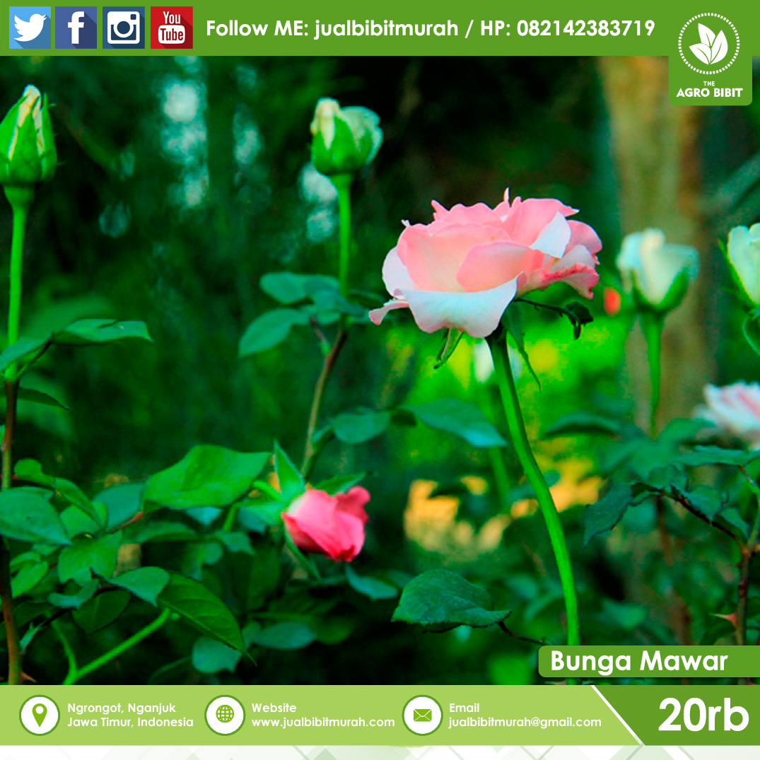 Bunga Mawar Jawa