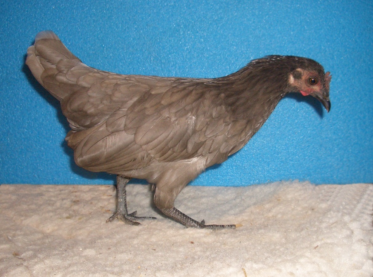 Backyard Chicken Fever