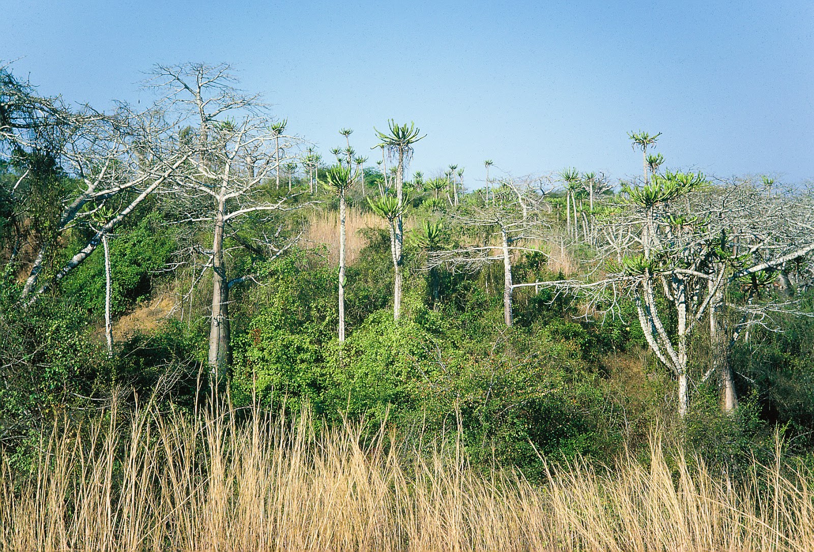 MAVINGA - ANGOLA 2ª. Compª. Bat. Caç. 5012: Calomboloca