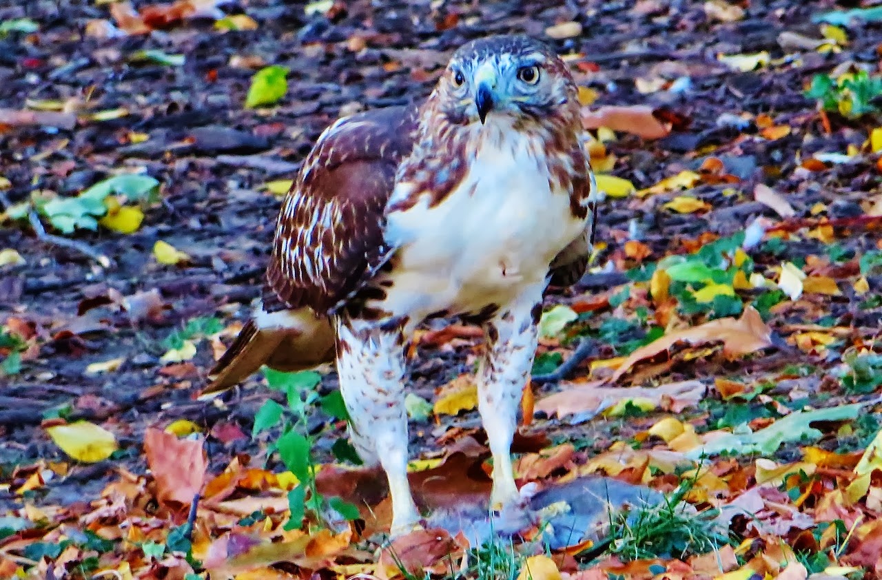 EV Grieve: Today's hawk-on-rat action in Tompkins Square Park