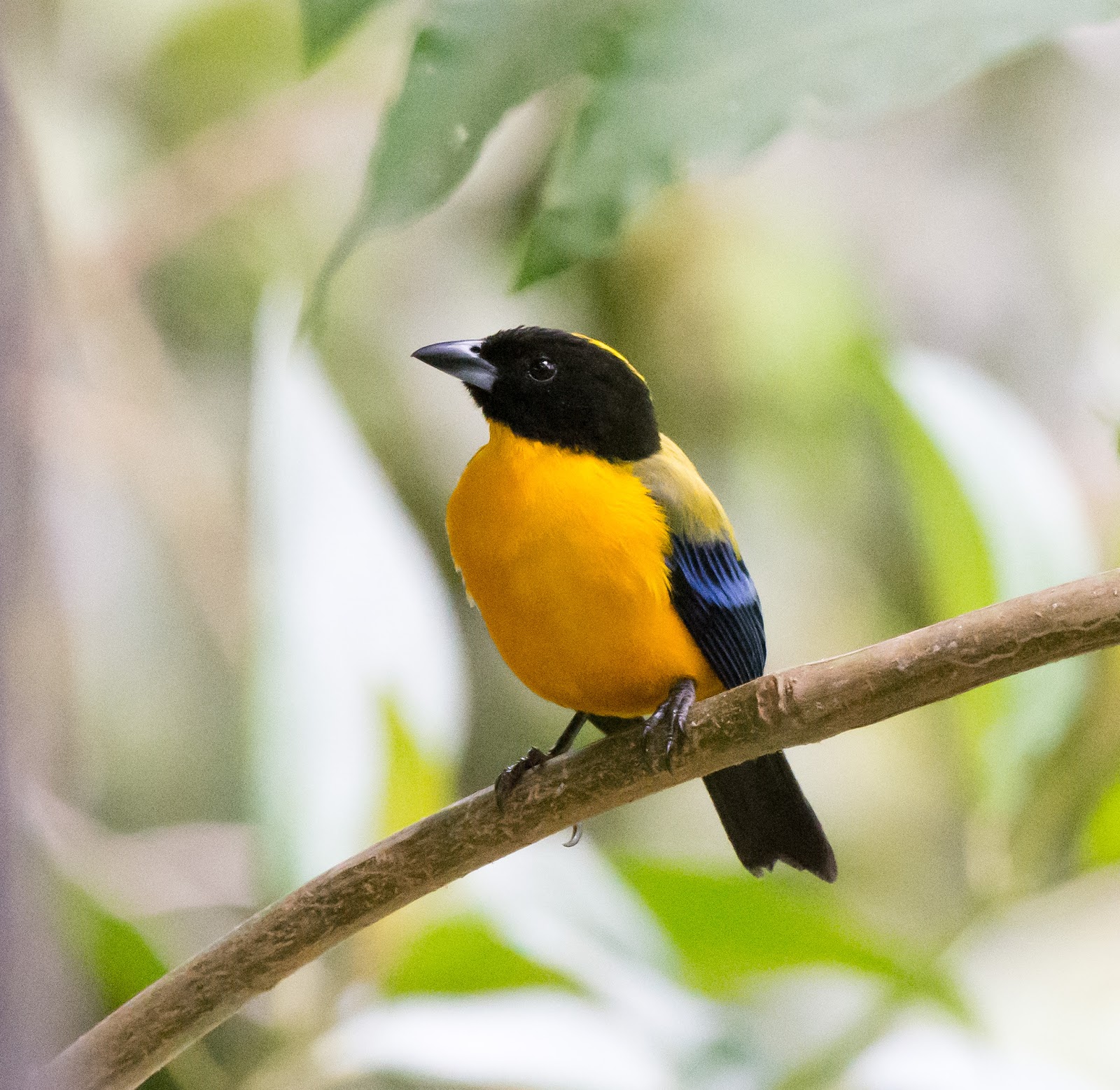 Gordon's Birding Adventures: Ecuador - The Tanagers