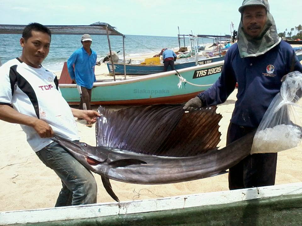 Layaran/Billfish | Siakappaka
