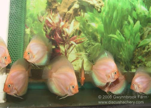 Discus: White Diamond Discus and Snow White Discus