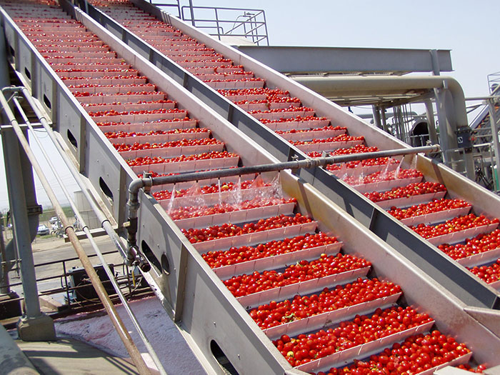 Agribusiness Initiative: Dangote Opens Tomato Factory to ward off ...