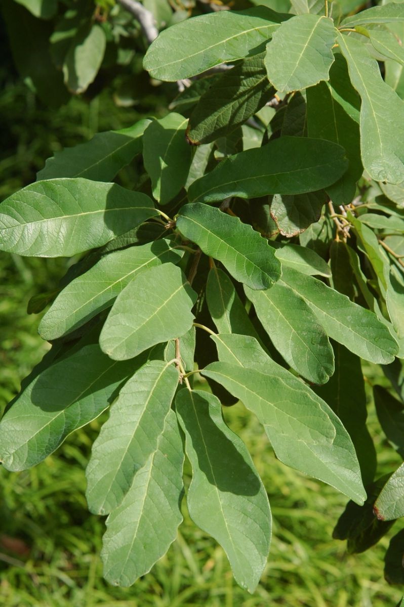 VIZCAYADO: QUERCUS POLYMORPHA, DE CENTROAMÉRICA