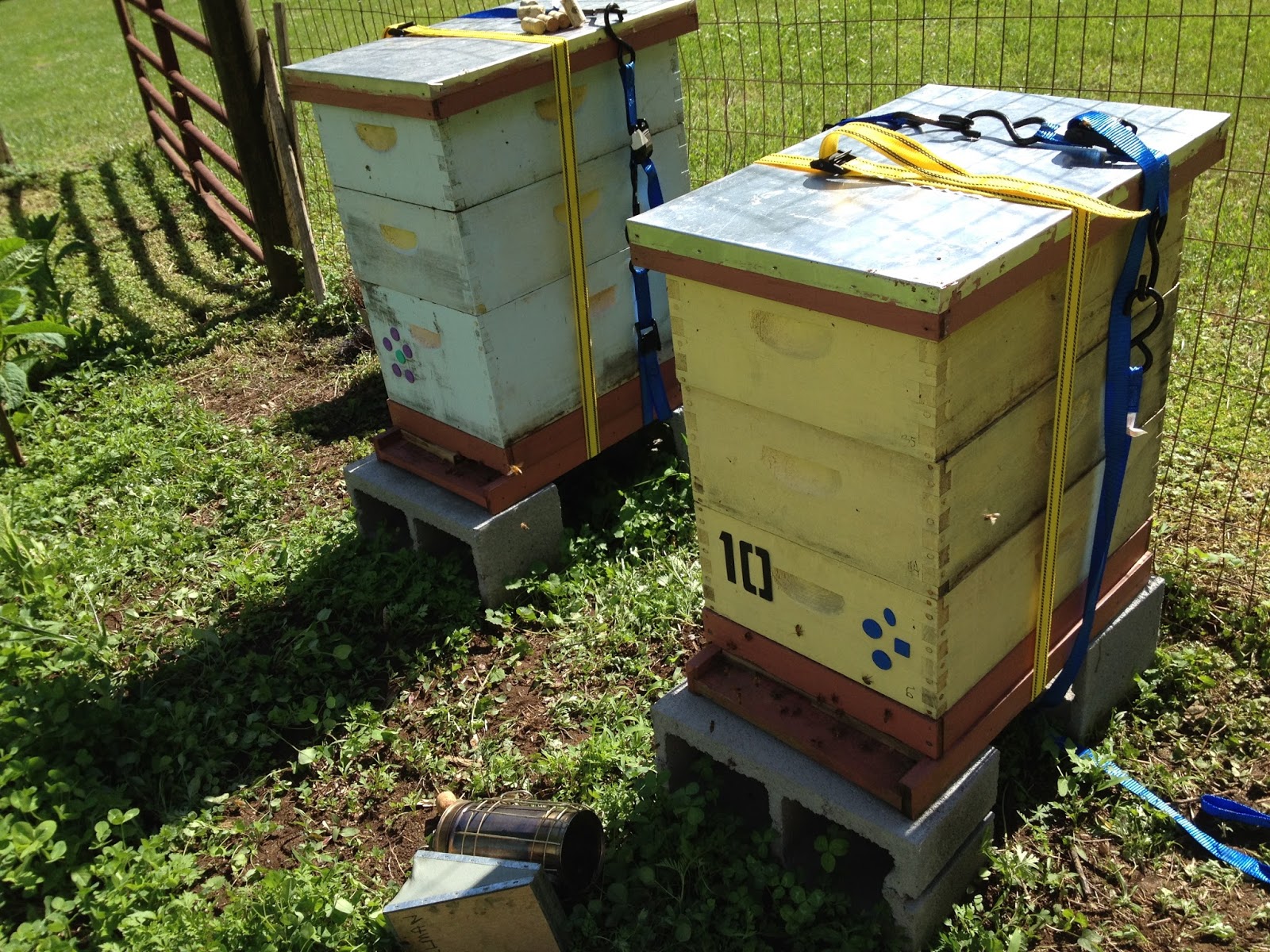 Linda's Bees: The Camera as a Hive Tool