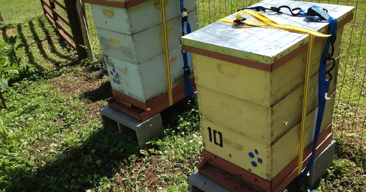 Linda's Bees: The Camera as a Hive Tool