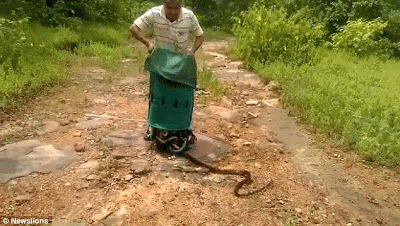 OMG! Snake Catcher Releases Over 300 Snakes Into An Indian Forest (See ...