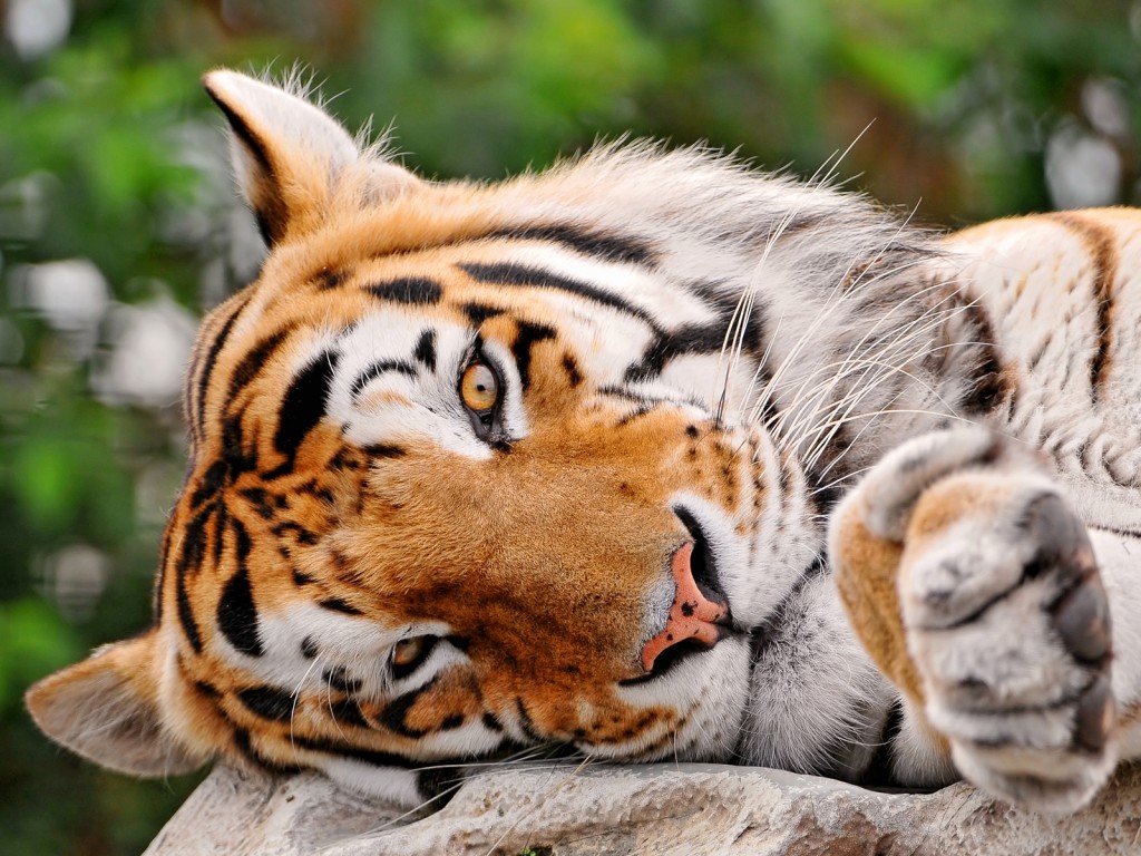 animales contentos: El tigre