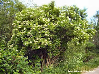 Propiedades curativas del sauco | Experto Vida Sana