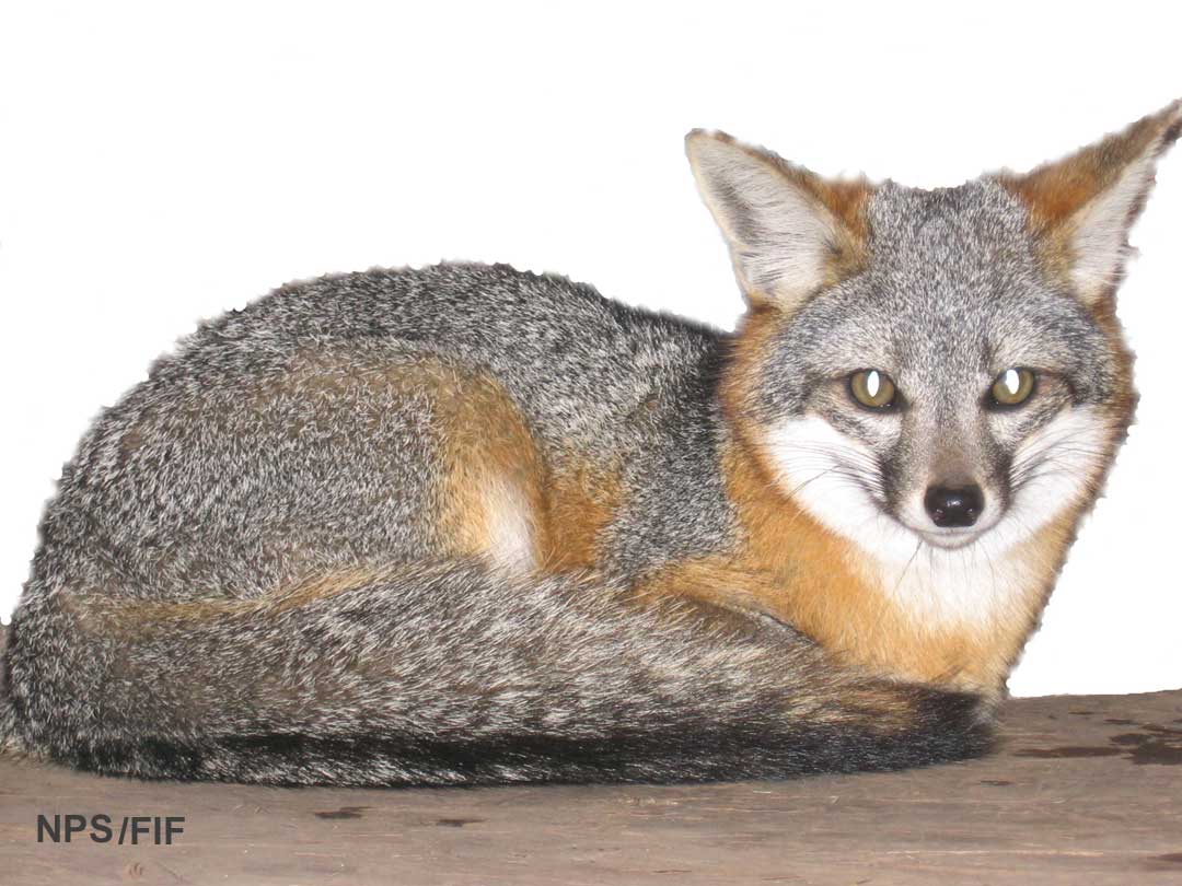 Friends of the Island Fox: Fox Foto Friday - Some GOOD NEWS!