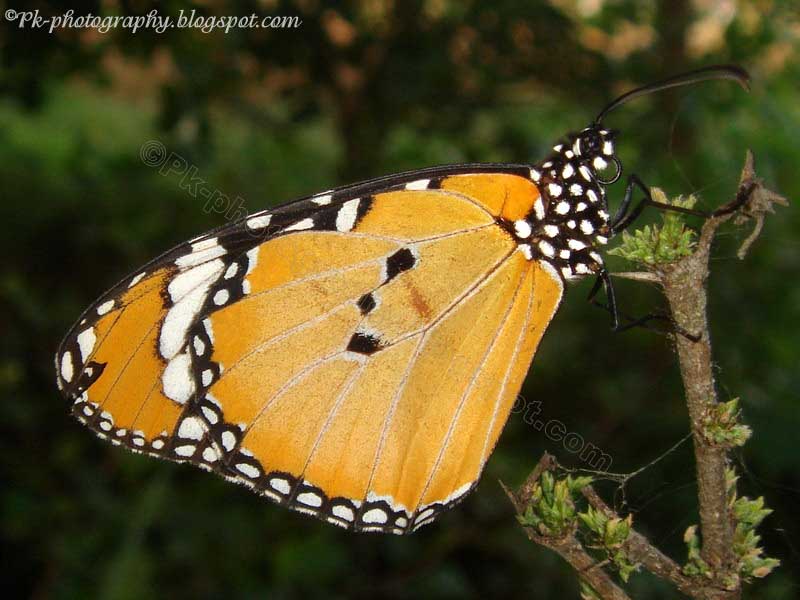 Plain Tiger Butterfly-Danaus Chrysippus | Nature, Cultural, and Travel ...