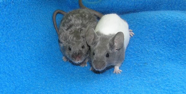 Hodowla Myszy Rasowych