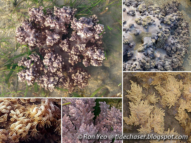 tHE tiDE cHAsER: Soft Corals (Phylum Cnidaria: Order Alcyonacea) of ...