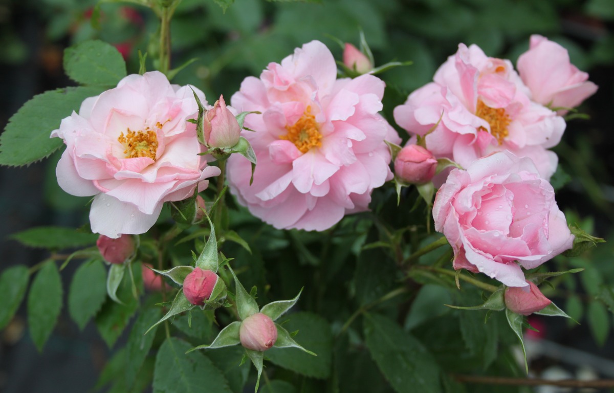 Promesse de roses: catalogue Roses André Eve 2014-2015