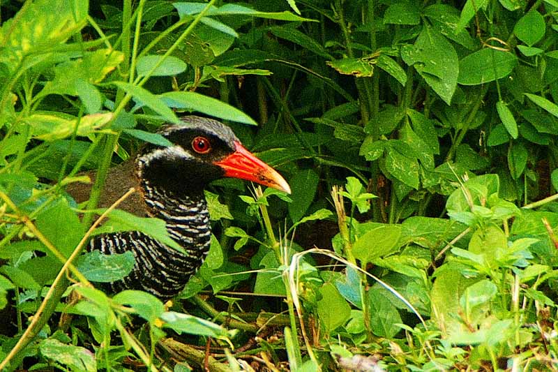 Ryukyu Life: Wildlife Photos: Okinawa Rail an Endangered Species