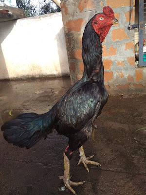 தமிழ்நாட்டின் சேவல் சண்டை, அதன் வகைகள் Tamil nadu seval sandai and it's ...