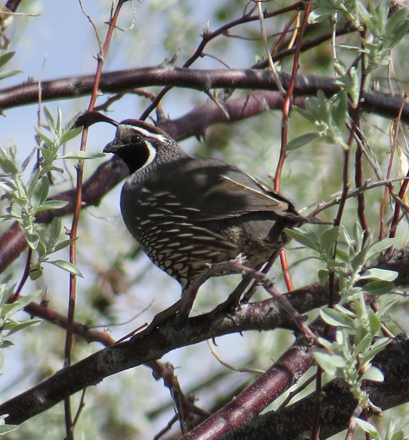 NAS Trail NV, Coyotes, and Birds. Fallon-Part Two
