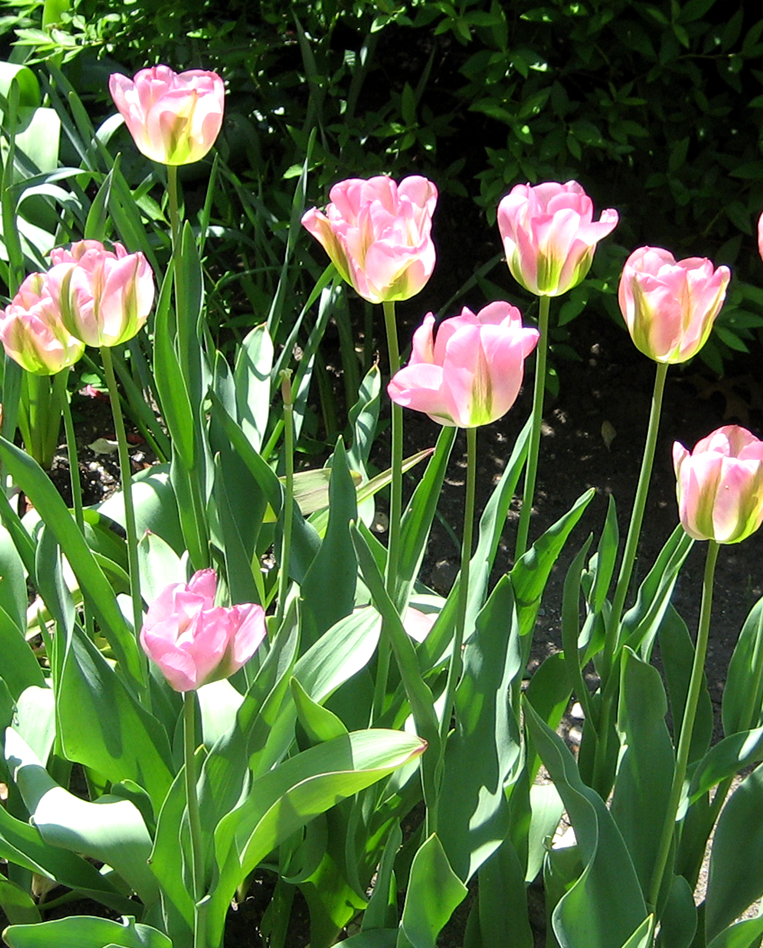 KnittingGuru: Totally Terrific Tulips and the Crocheted Bracelets They ...