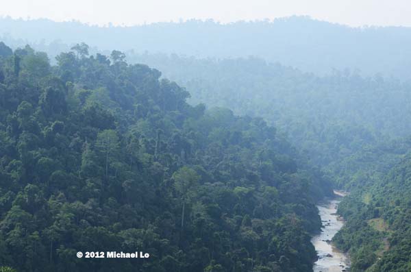 The rainforests of Borneo & Southeast Asia: Back from Ulu Segama of Sabah