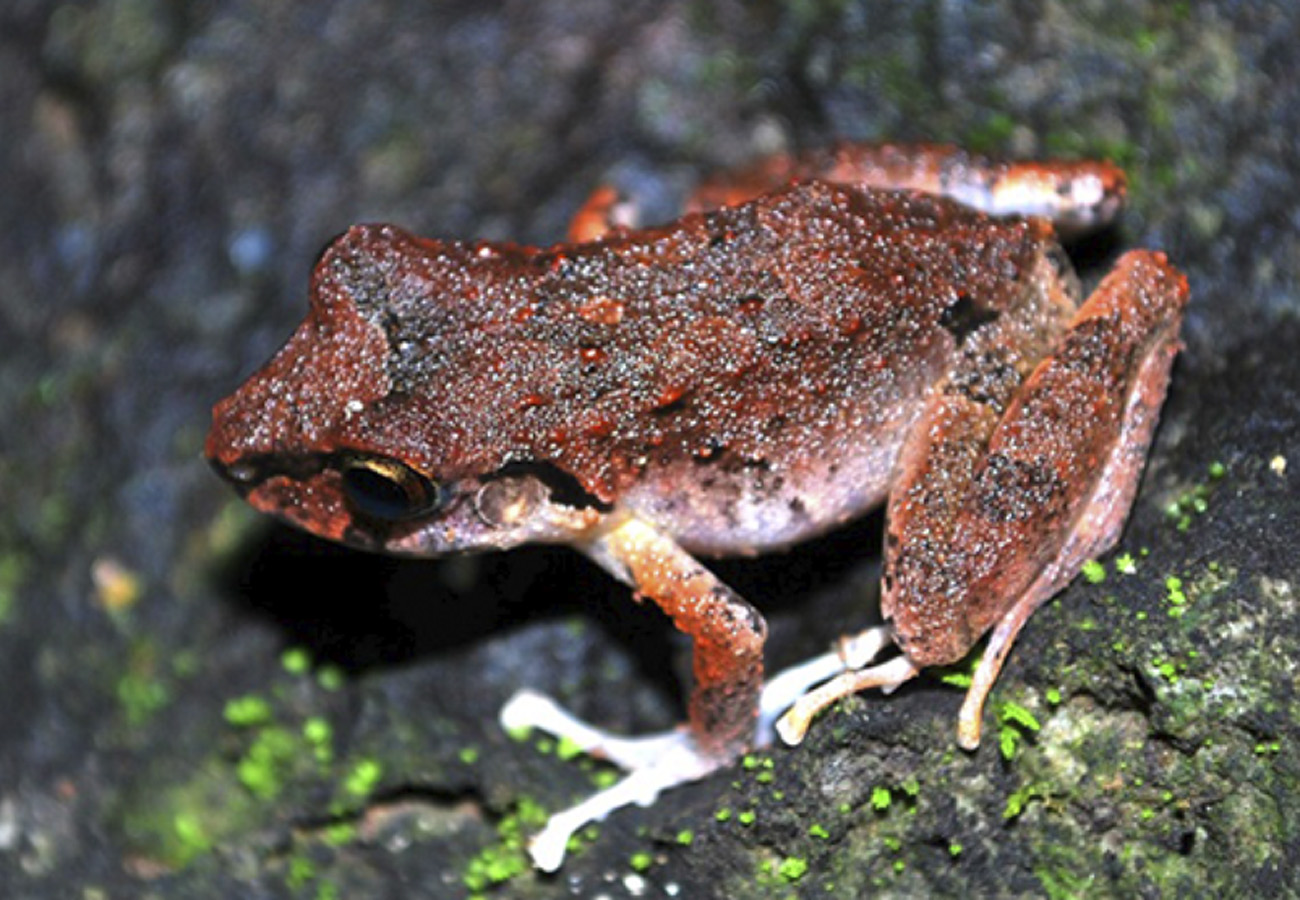 Species New to Science: [Herpetology • 2018] Oreobates antrum • A New ...