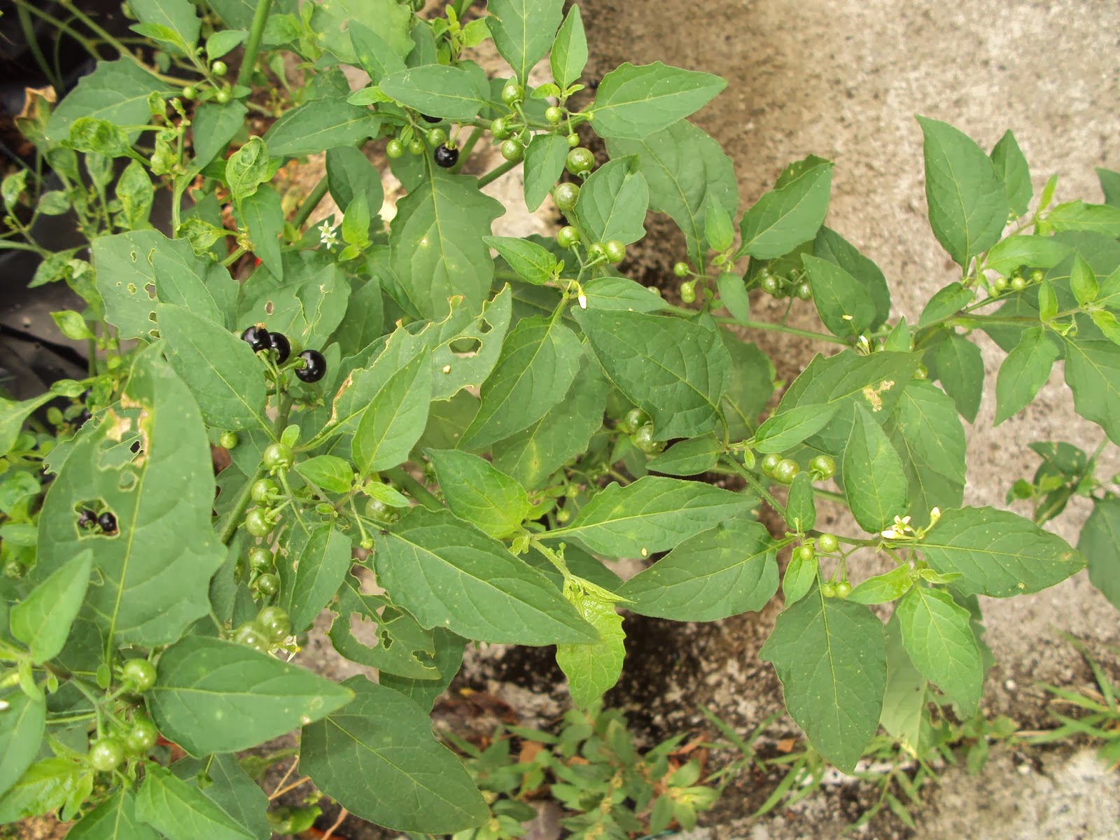 Hang Kebun: SAYUR MERANTI