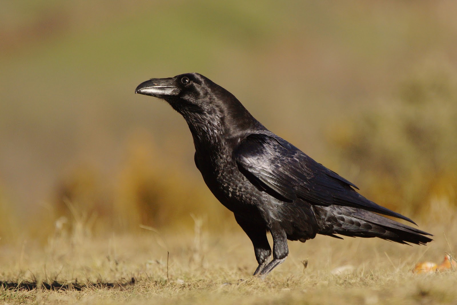 Pasión por las aves: Cuervo.(Corvus corax)