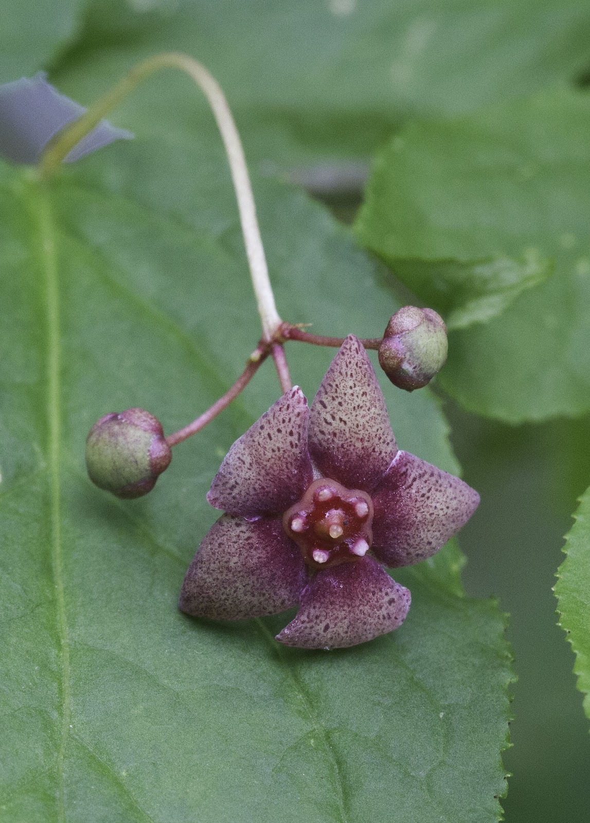 NWflora: Western Wahoo, Euonymus occidentalis
