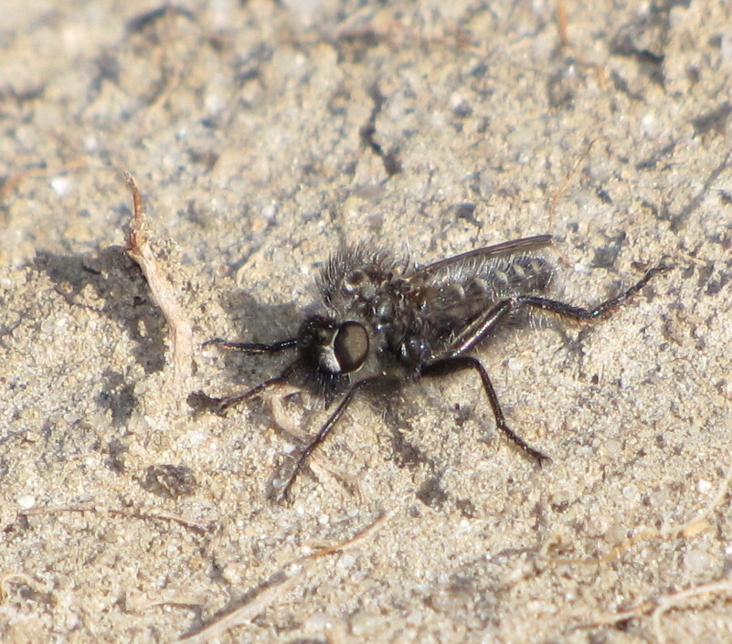 Bug Eric: Fly Day Friday: Comantella robber flies
