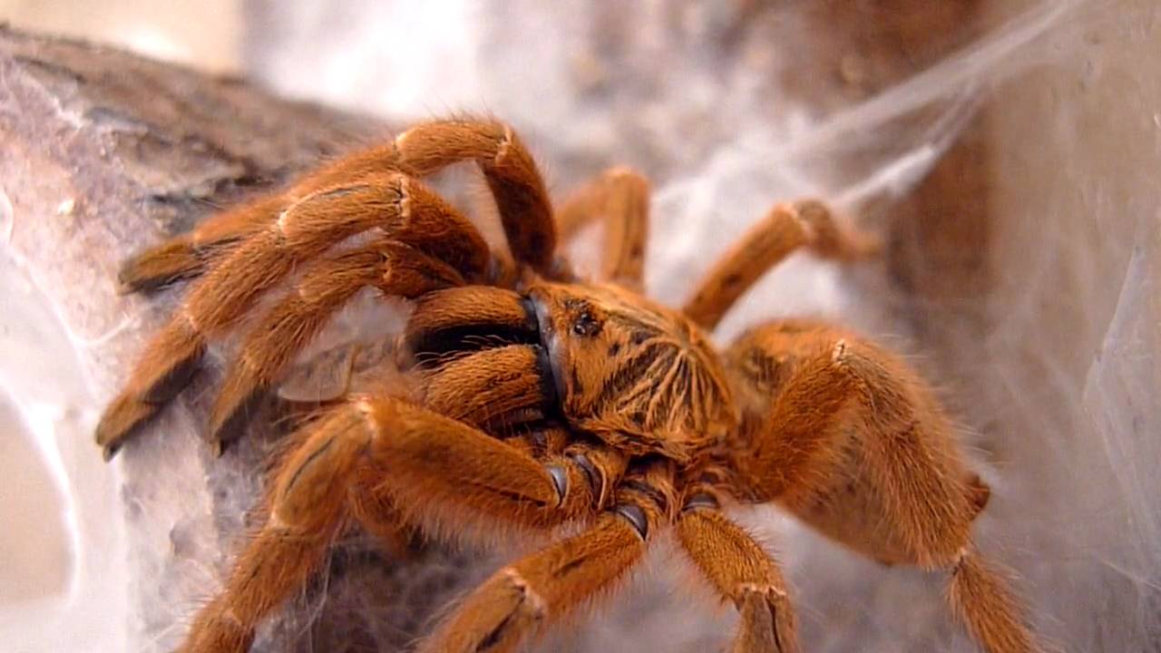 CARESHEET ORANGE BABOON TARANTULA (Pterinochilus murinus) ~ antman ...