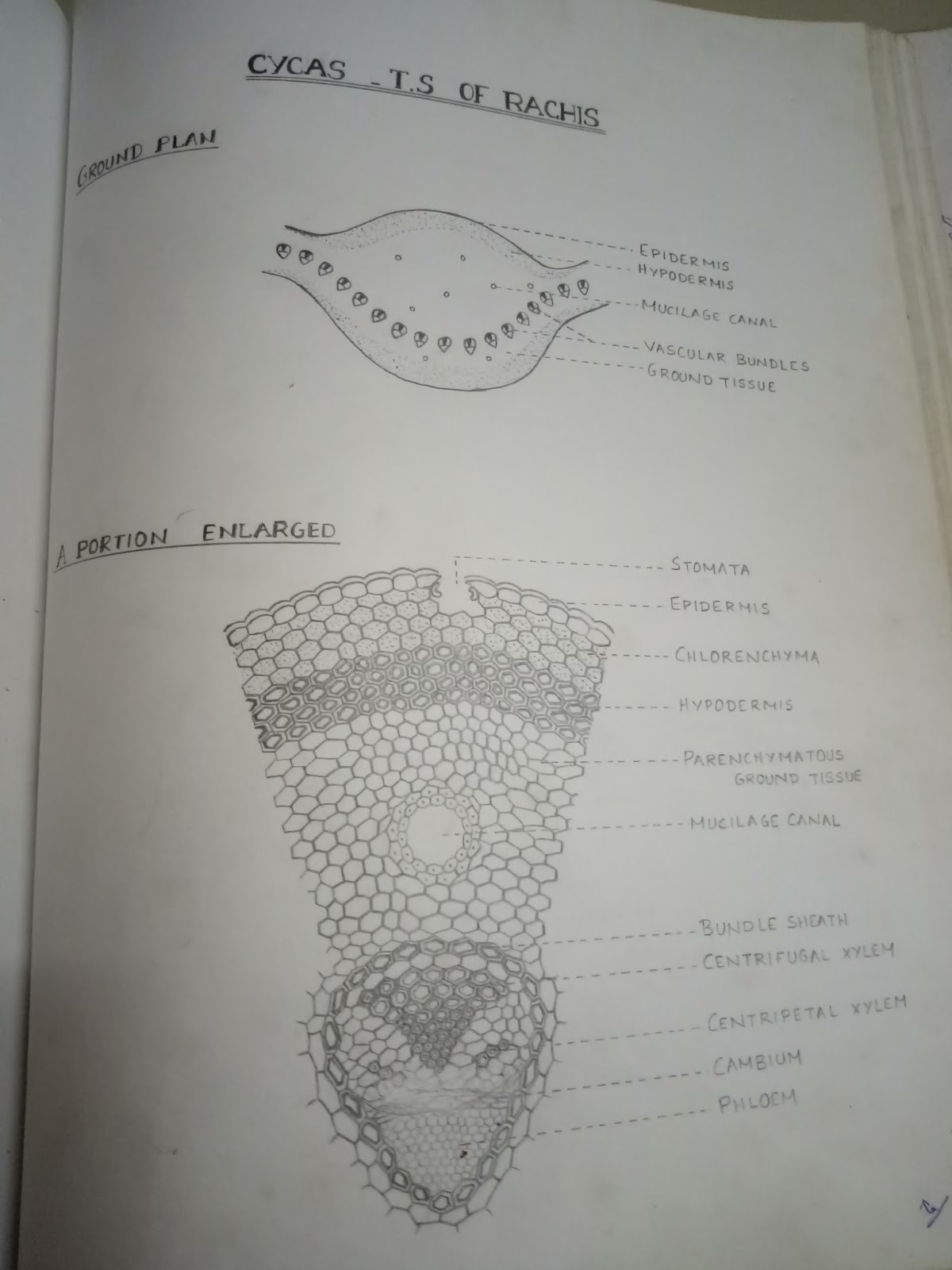Rekha's blog in Botany: Cycas-T.S. of Rachis